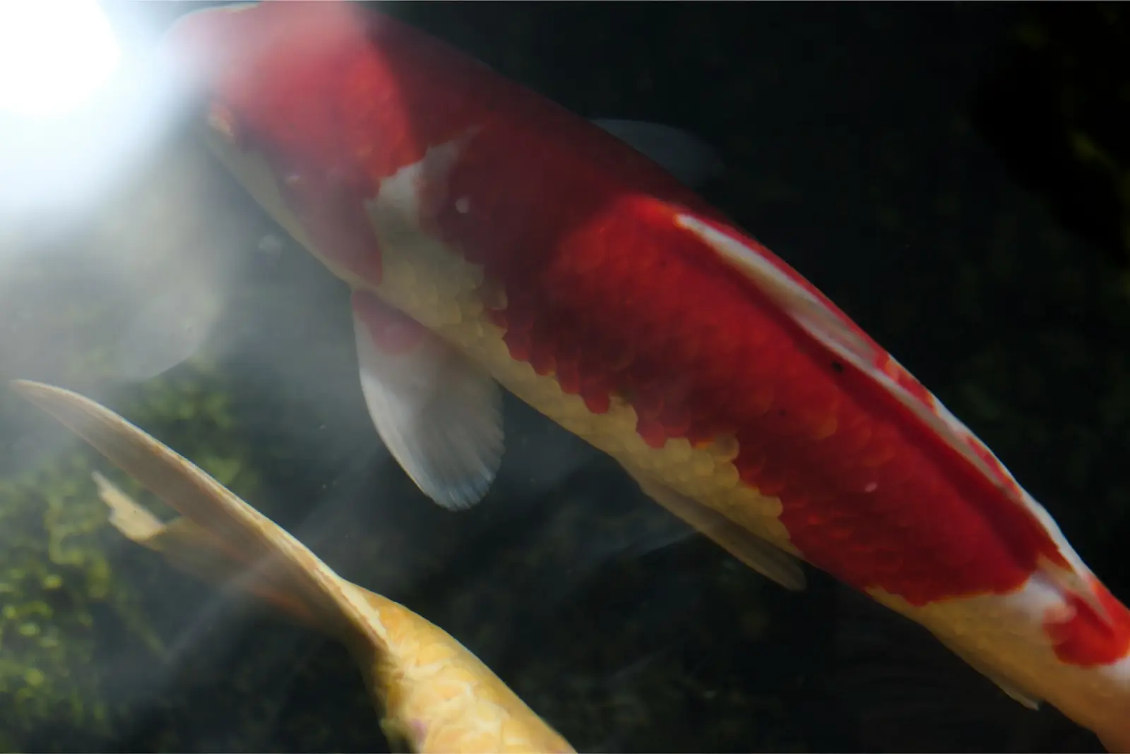 恋しき So／Koishiki